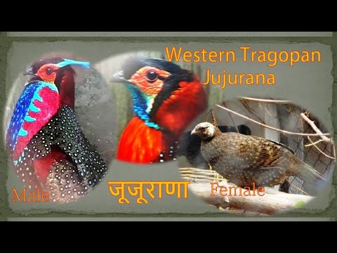 Jujurana - YouTube