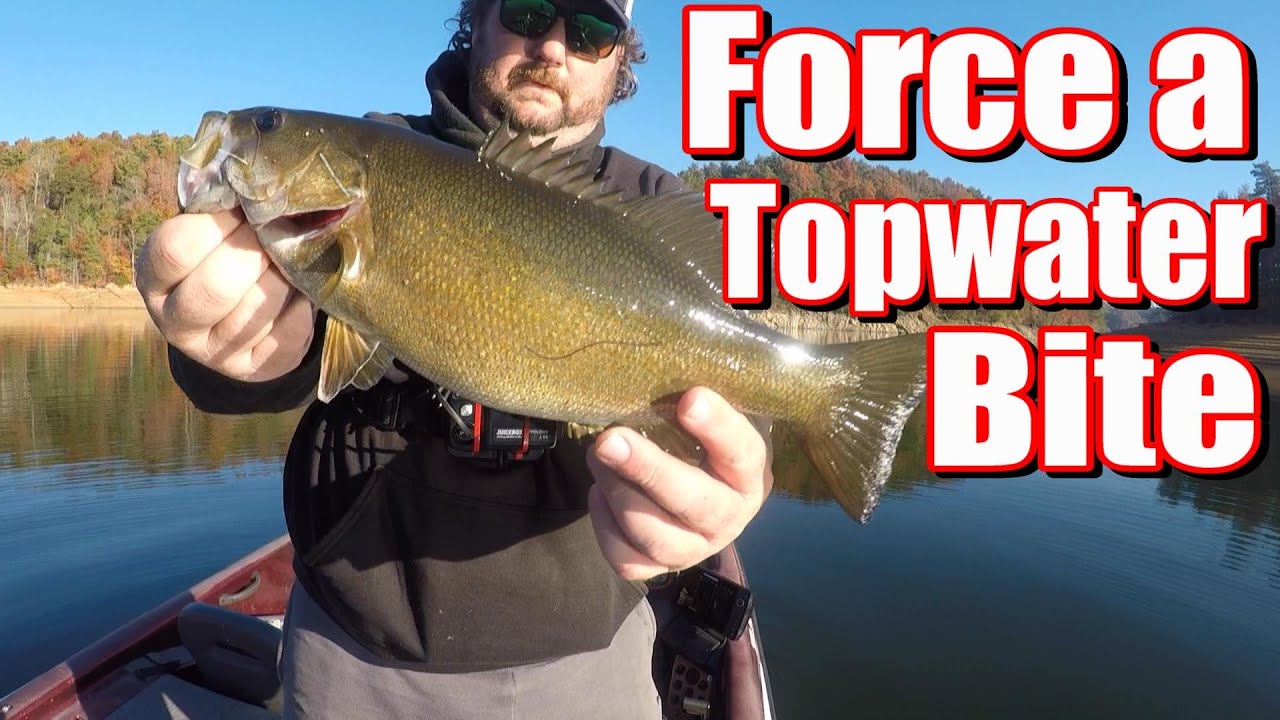 How I FORCE a Fall TOPWATER Bite! - YouTube