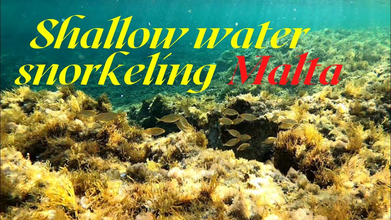 Satisfying Underwater video Malta Crab & fish of Malta| Snorkeling at ...