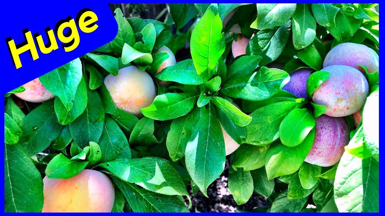 Dapple Dandy Pluot - CRAZY GROWTH - Seaweed & Fish Fertilizer - YouTube