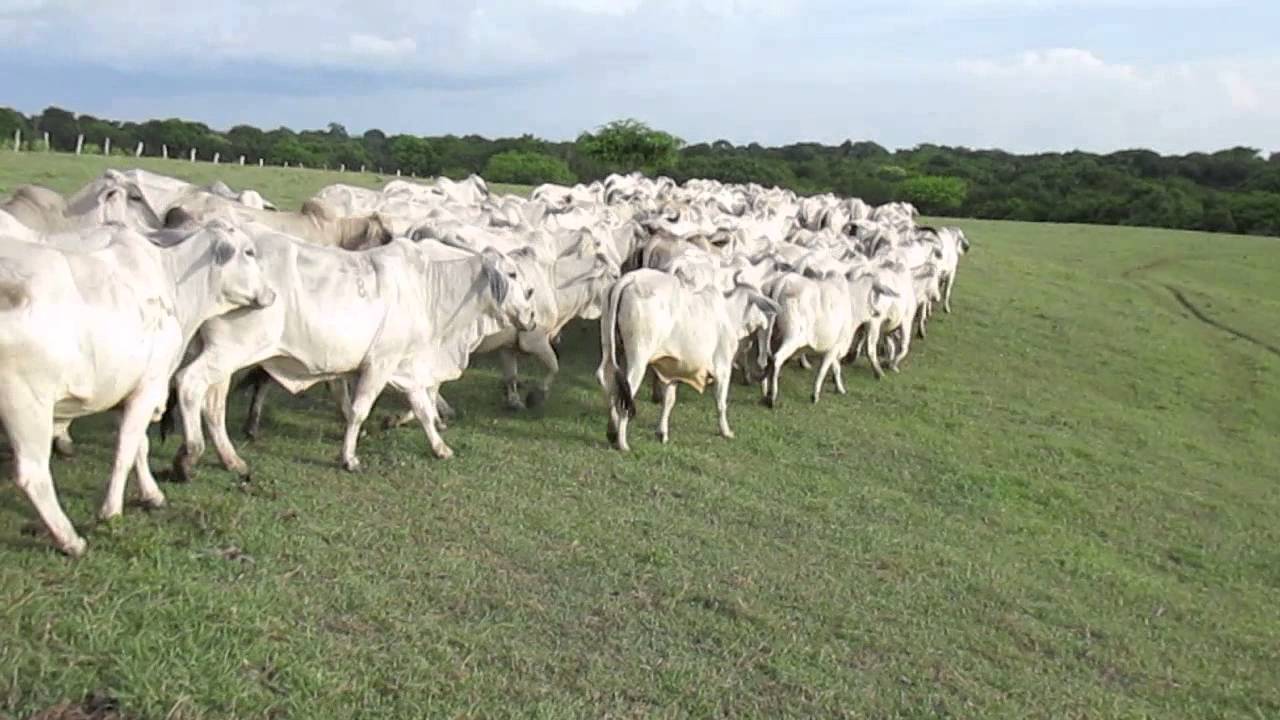 Lote de Vacas Horras Preñadas - YouTube