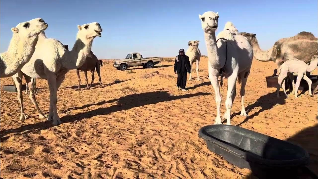 عند البل - YouTube