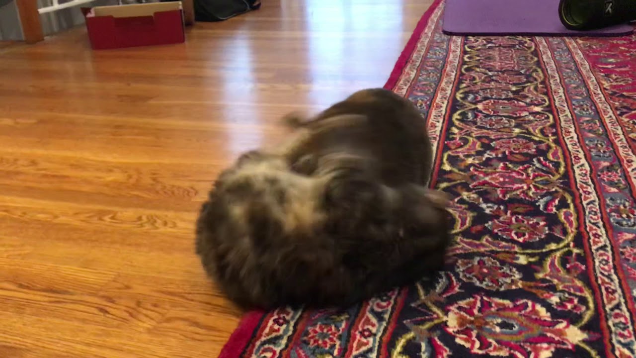 Typical Munchkin Cat Fight - YouTube