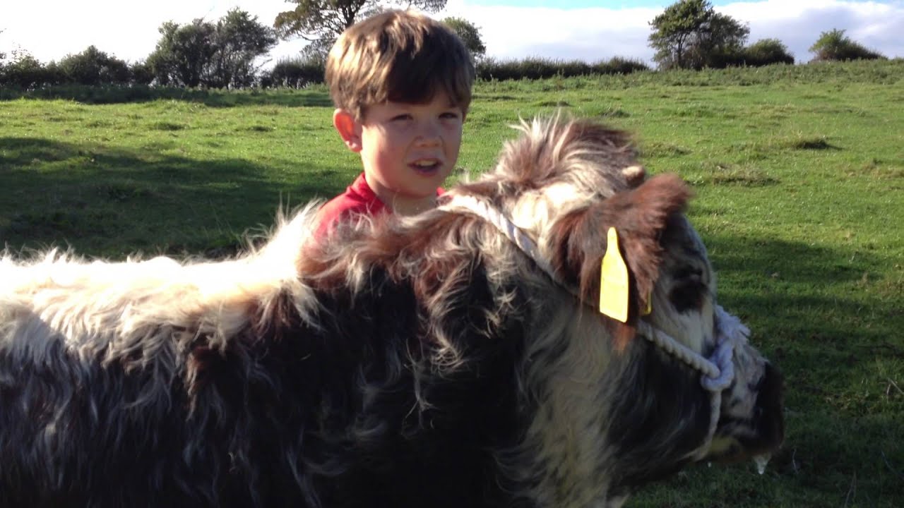Coby Horrocks walks Longhorn Gale Farm Nicola. - YouTube