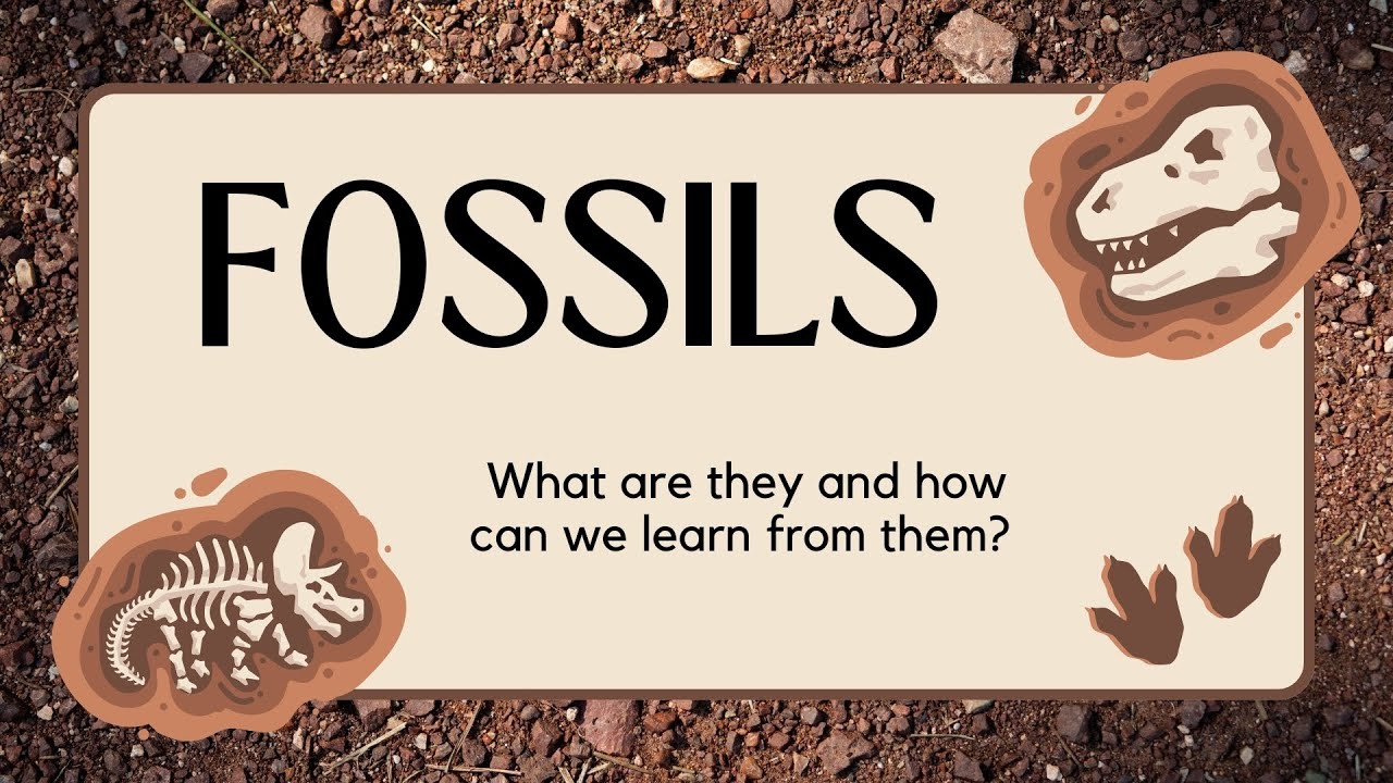 Fossils - Best Presentation | Learn Science 🧪 - YouTube