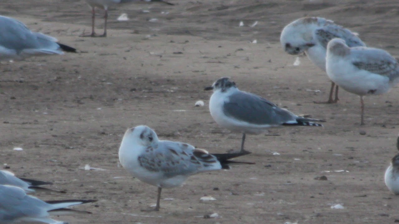 Sabine's Gull, Scorton Gravel Pit, N Yorks, 15-8-17 - YouTube