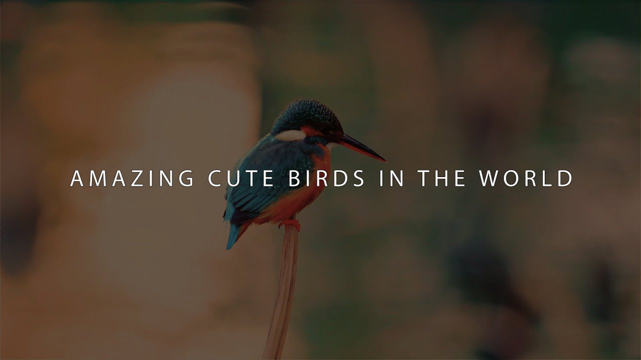 10 Most Beautiful Birds on Planet Earth: Amazing Cute Birds in the ...
