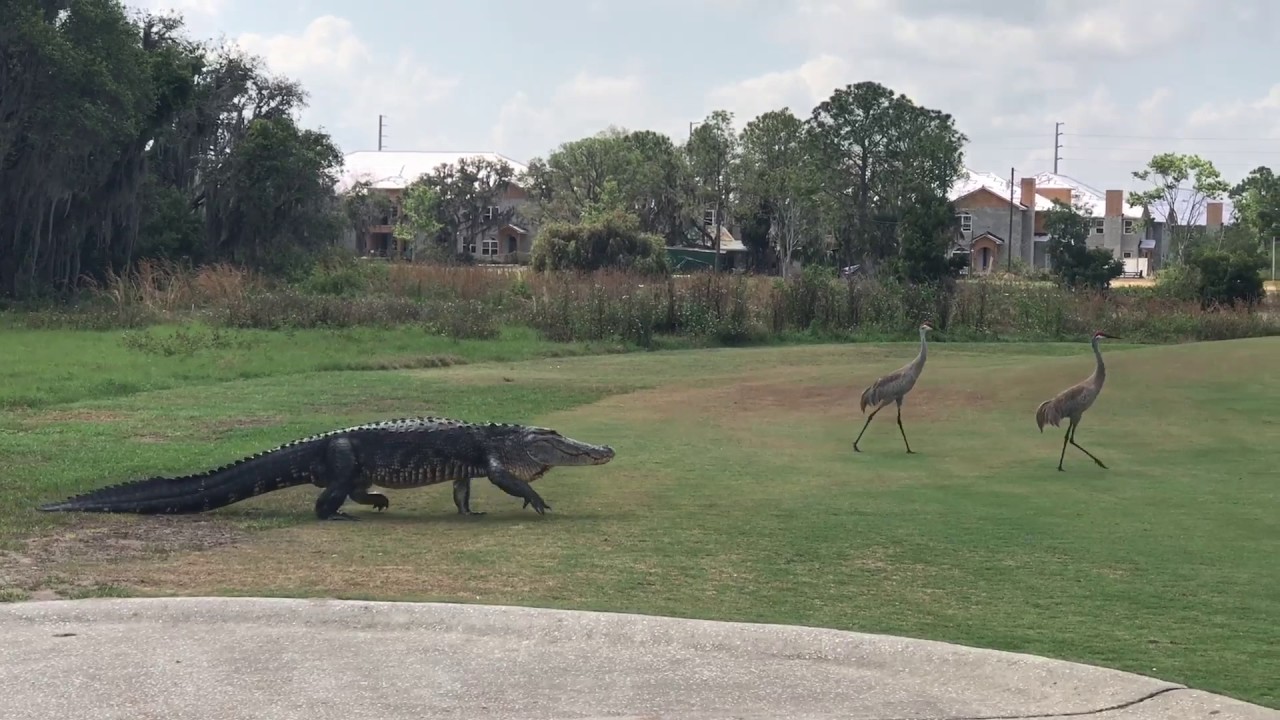 Alligator at Champions Gate - YouTube