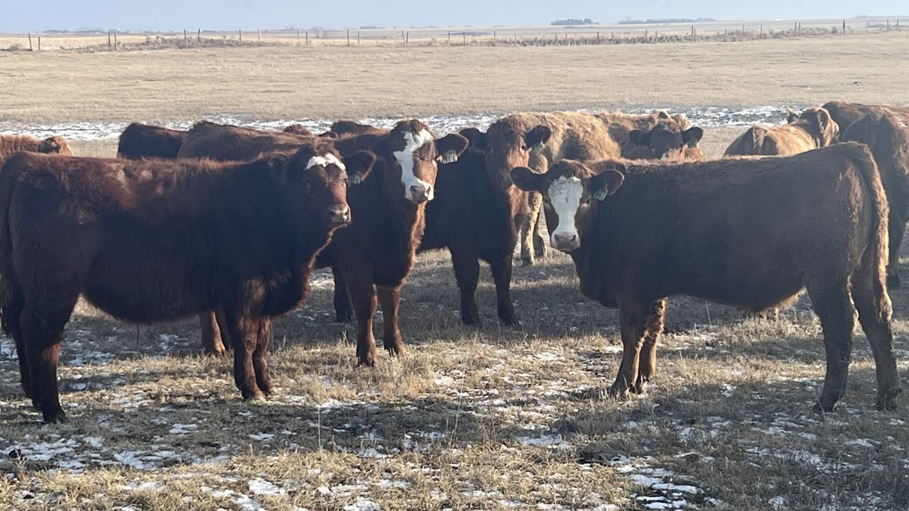 TJ Farms - 780# Weaned Steer Calves - 75 Head (Drake, SK) - YouTube
