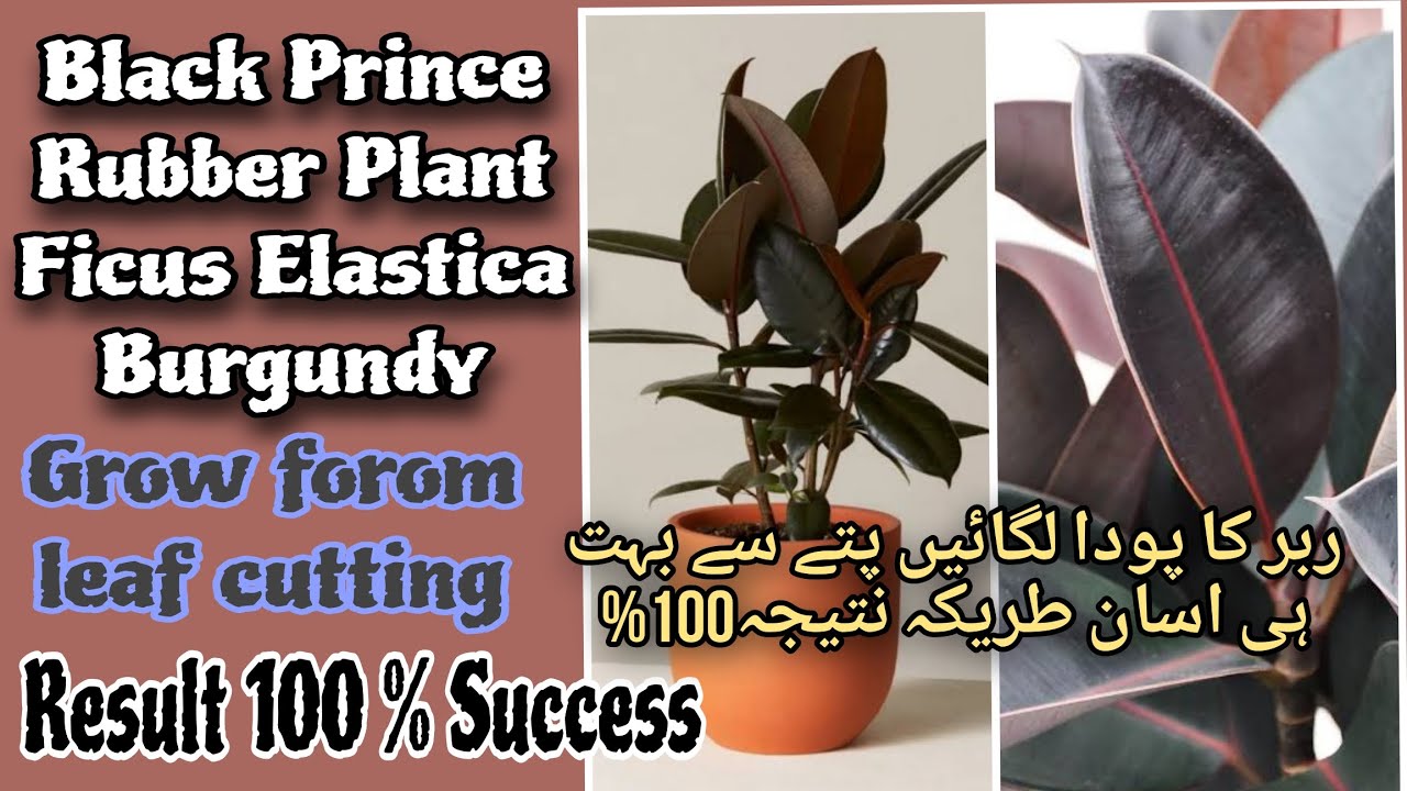 Black Prince Rubber Plant| Ficus Elastica Burgundy|Grow with leaf ...