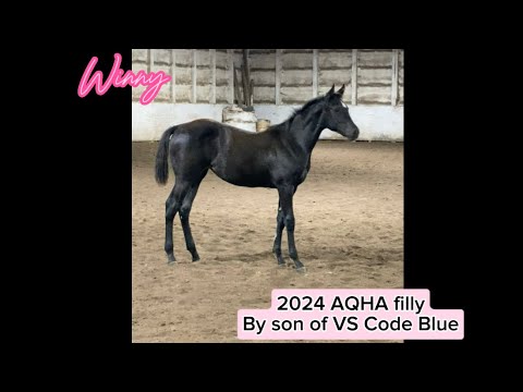 2024 AQHA Filly by son of VS Code Blue - YouTube