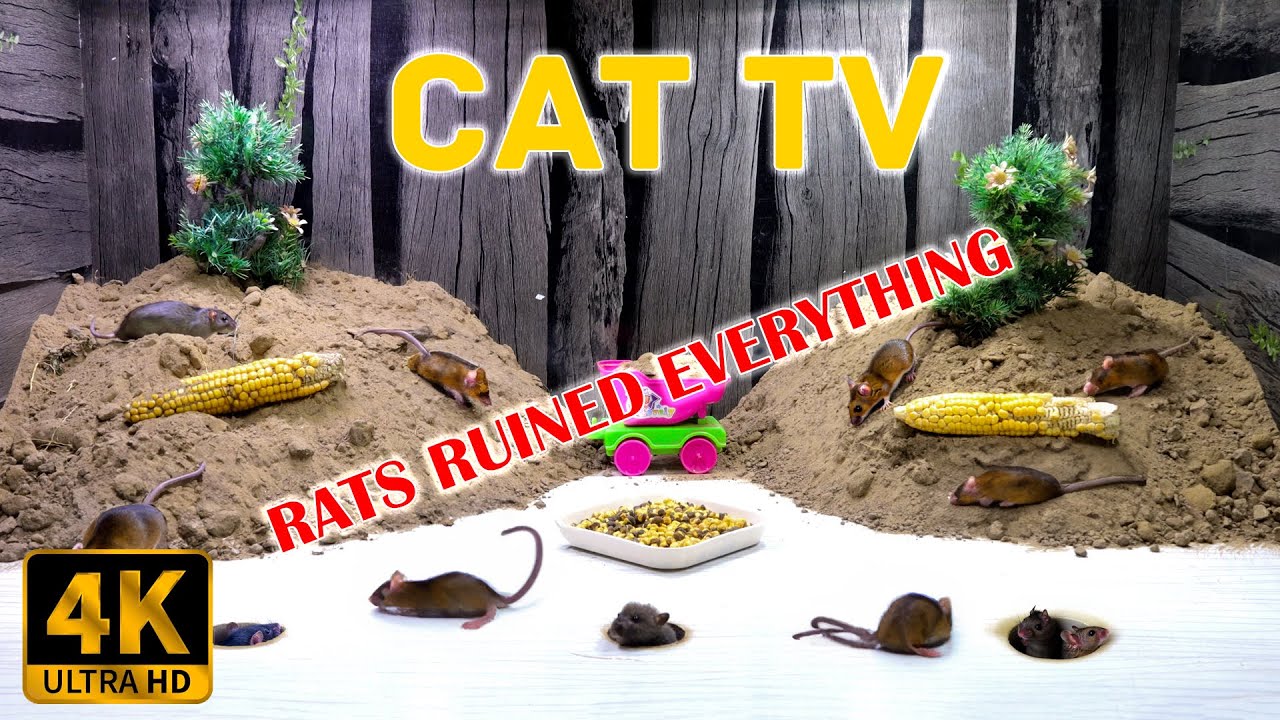 Cat Tv | Mouse Games for Cats | Catching Mice | Mouse Video for Cats to ...