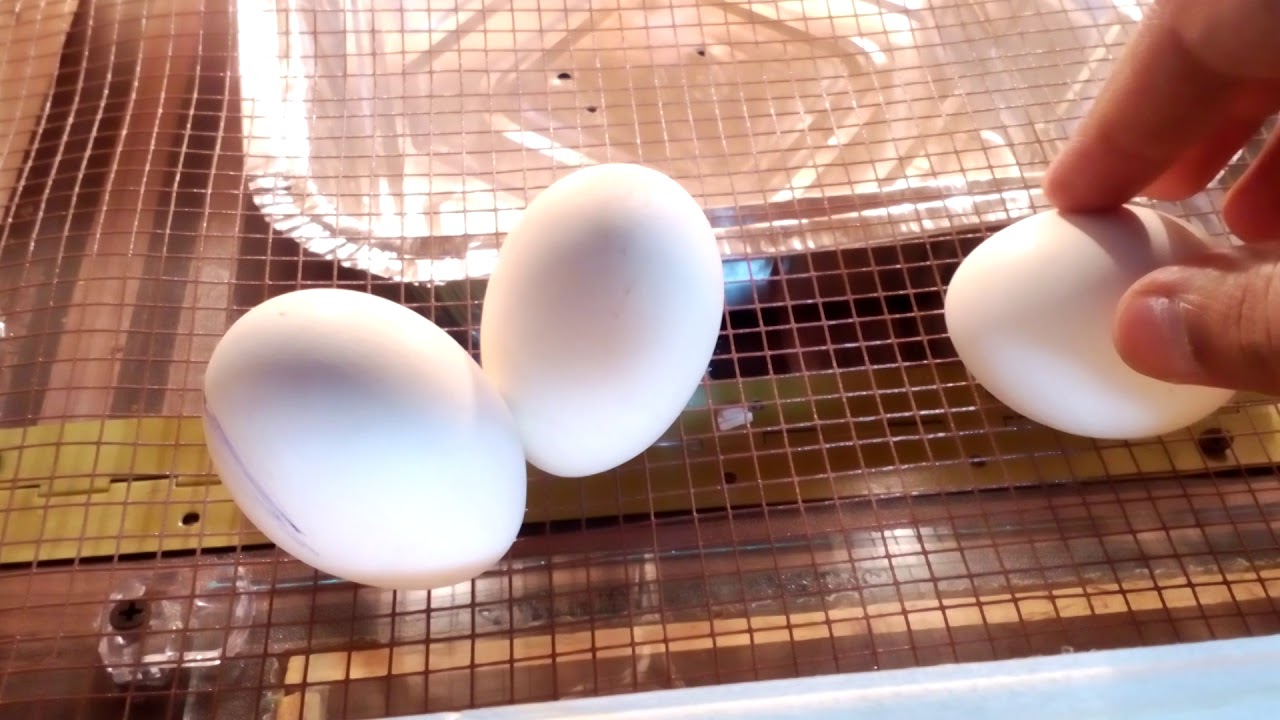 how to hatch chicks from manual incubator - YouTube