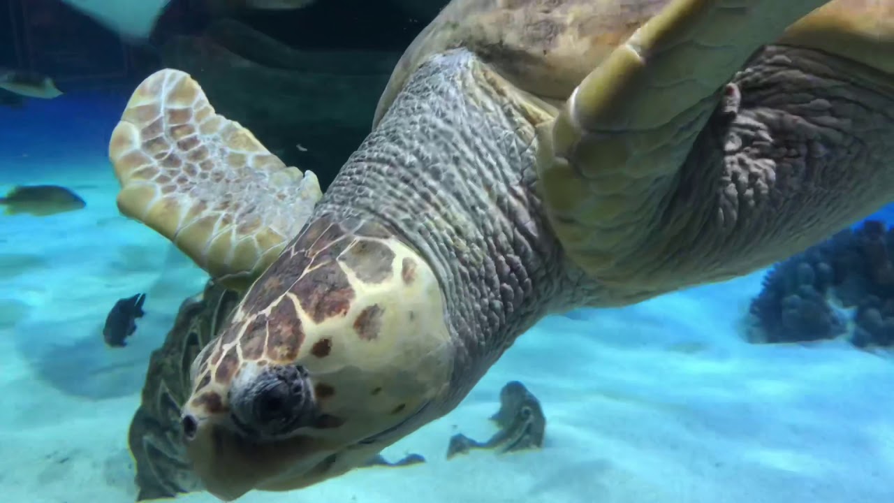 Screaming Turtle! - YouTube