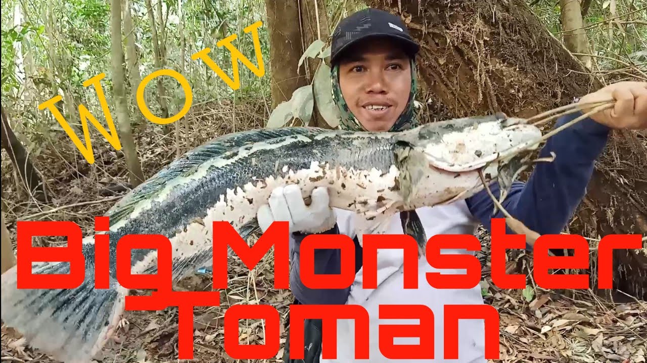 Big monster Toman Kalimantan Tengah part 1 - YouTube