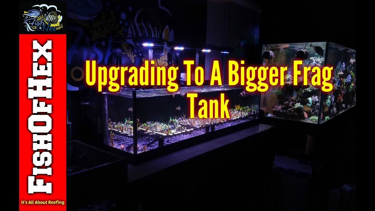 Adding A Deep Blue Rimless Frag Tank To The 300 Gallon Reef - YouTube