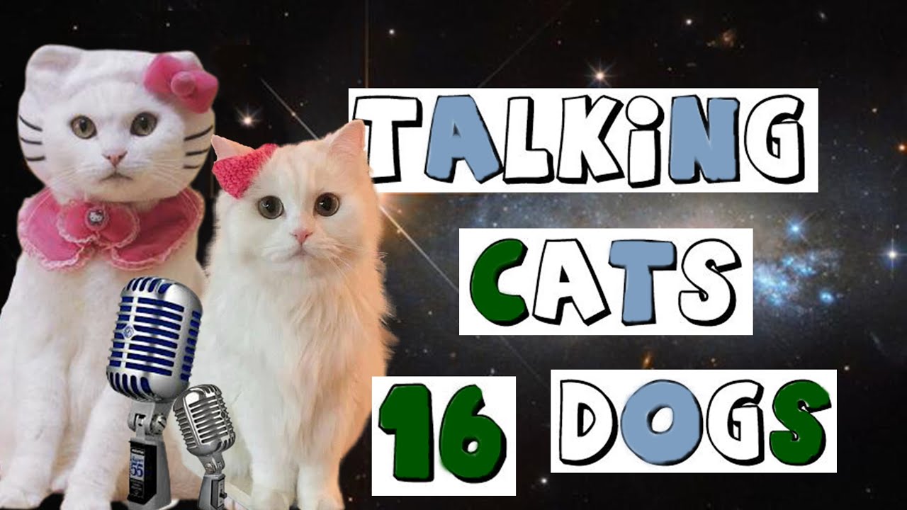 TALKİNG CATS DOGS 16 ( Very Funny Baby Cat Dog Videos ) - YouTube