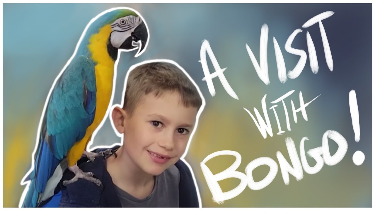 a Visit with BONGO The Macaw Parrot! - YouTube