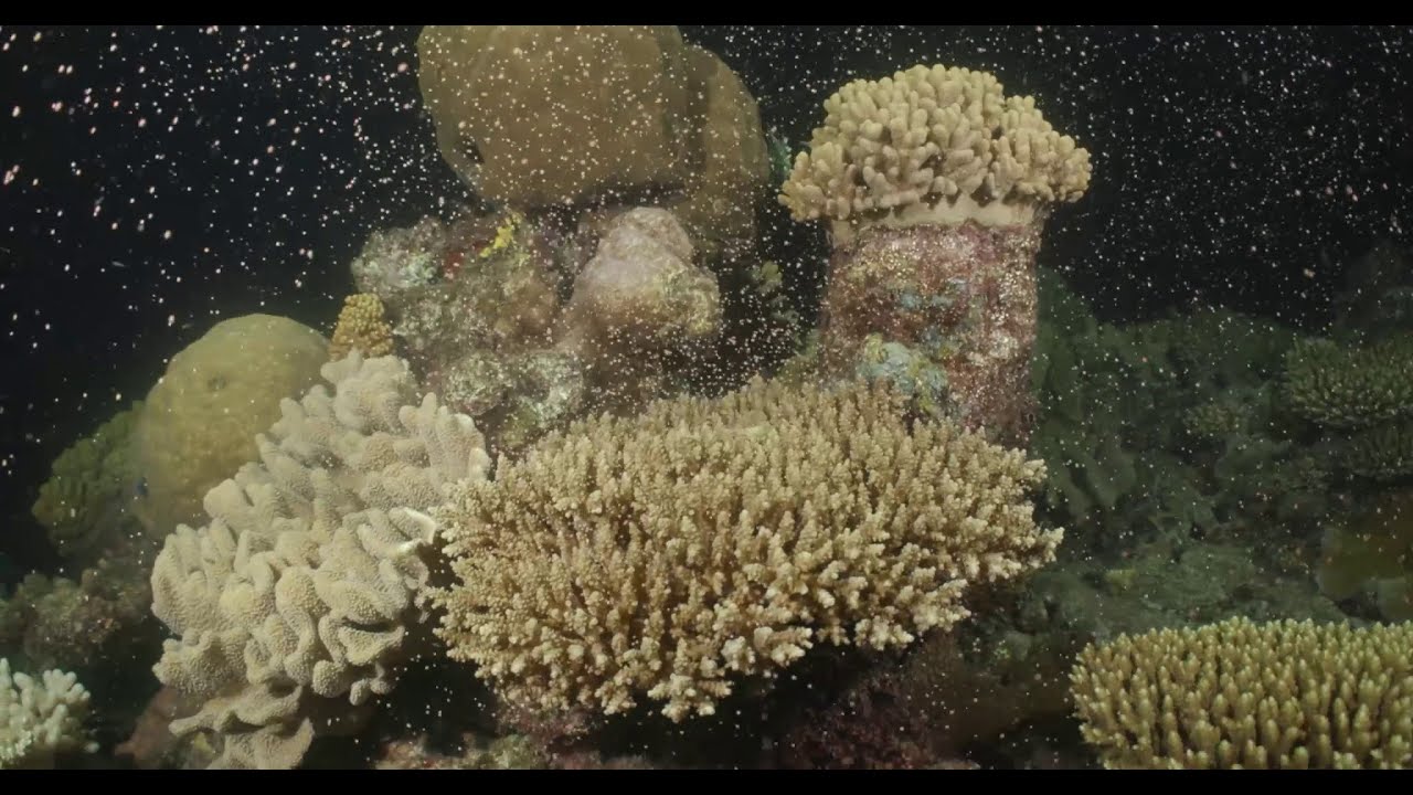 2020 Great Barrier Reef Coral Spawning - YouTube