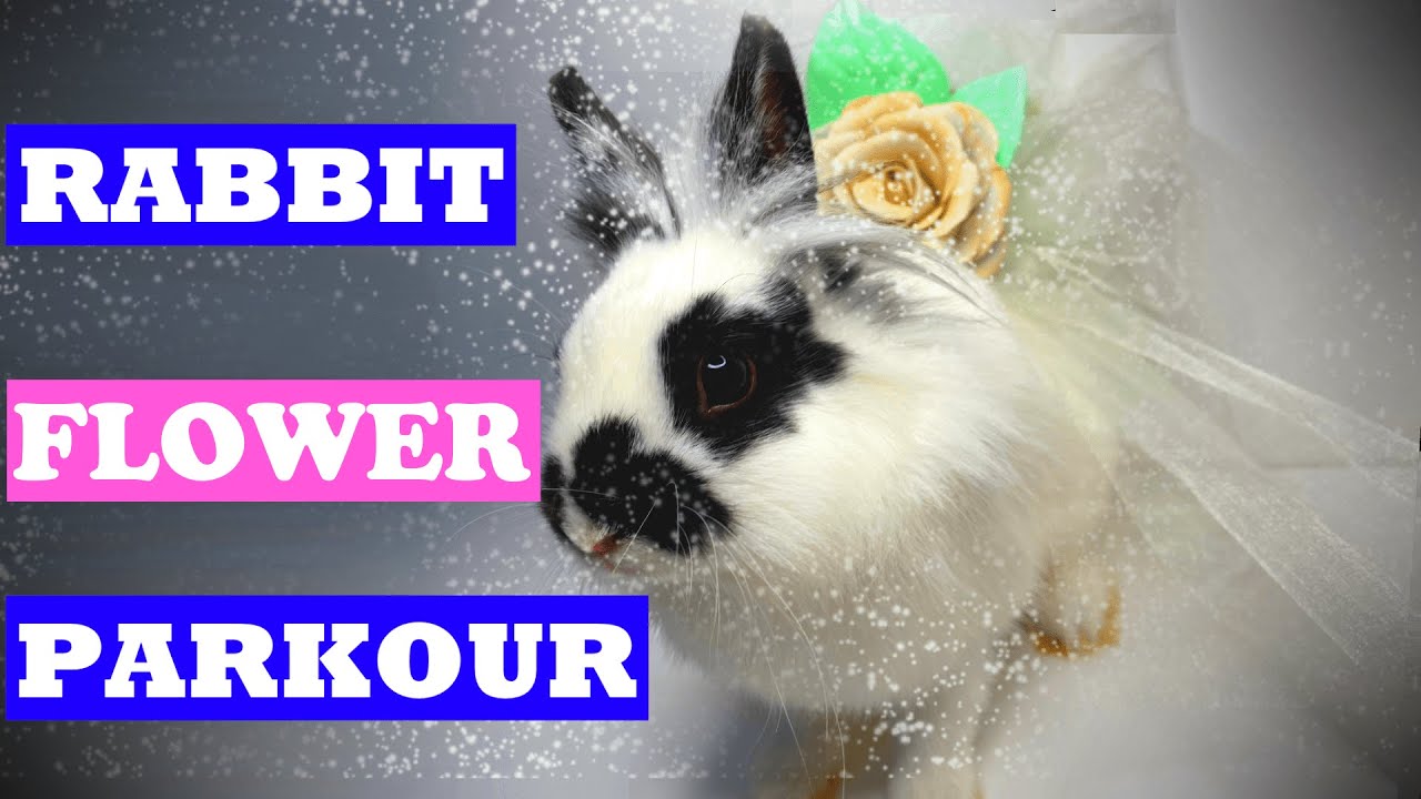 Cute Rabbit Flower Parkour - YouTube