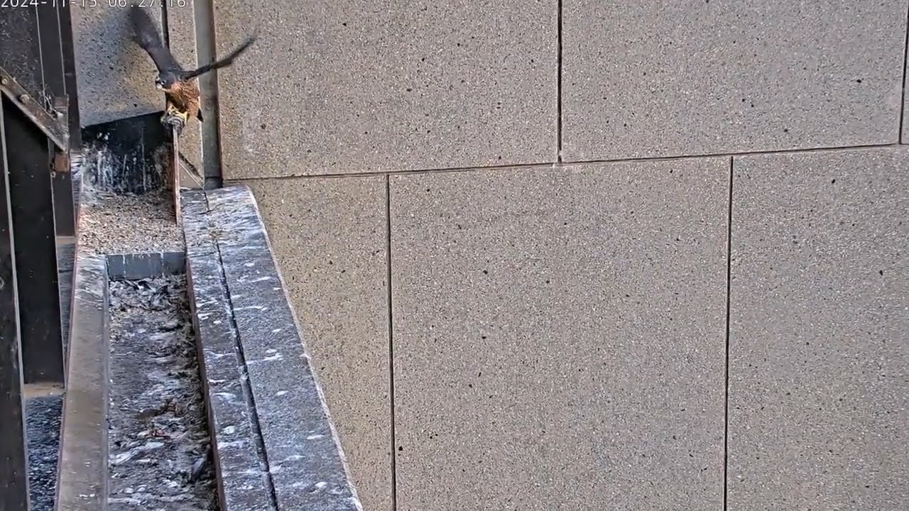 I'll be flying soon too 367 Collins Falcons 2024 - South facing / North ...