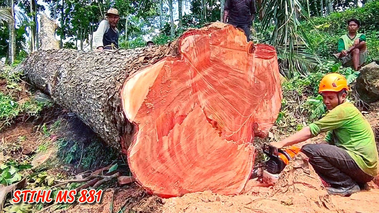 The most beautiful big red mahogany tree today☑️🌳 - YouTube