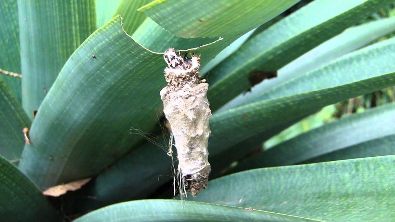 BICHO-DO-CESTO Oiketicus kirbyi /Lagarta protegida em casulo ...