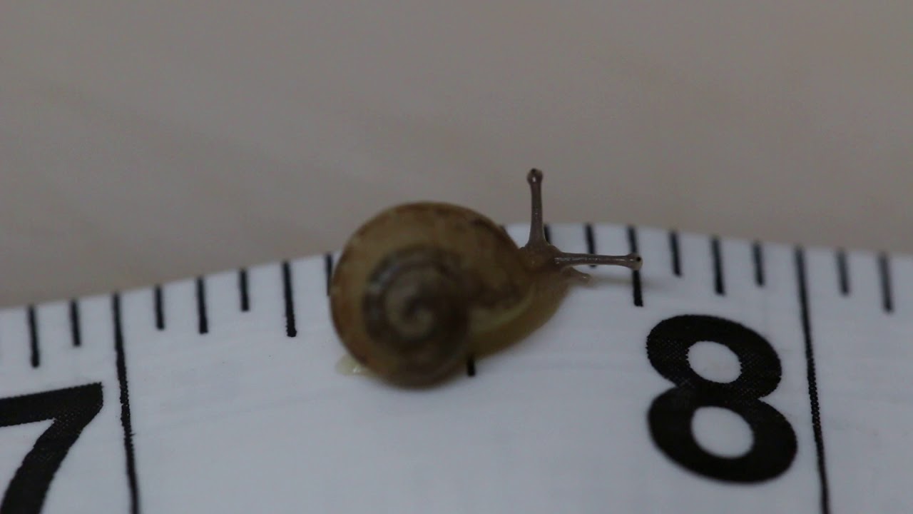 Cute small land snail really fast. - YouTube