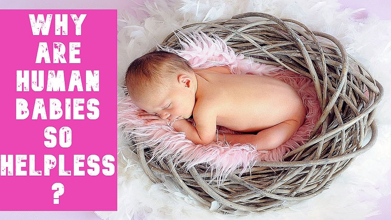 Why Are The Newborn Human Babies So Helpless ? - YouTube