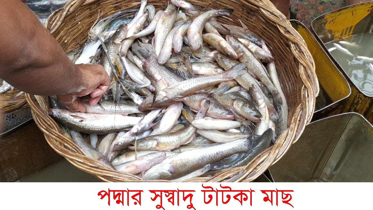 Amazing Fish Market Padma Riverside. Fresh and Alive Fish Bangladesh ...