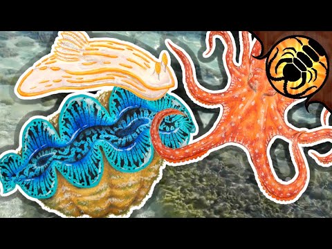 CORAL REEF CREATURES - Molluscs - YouTube