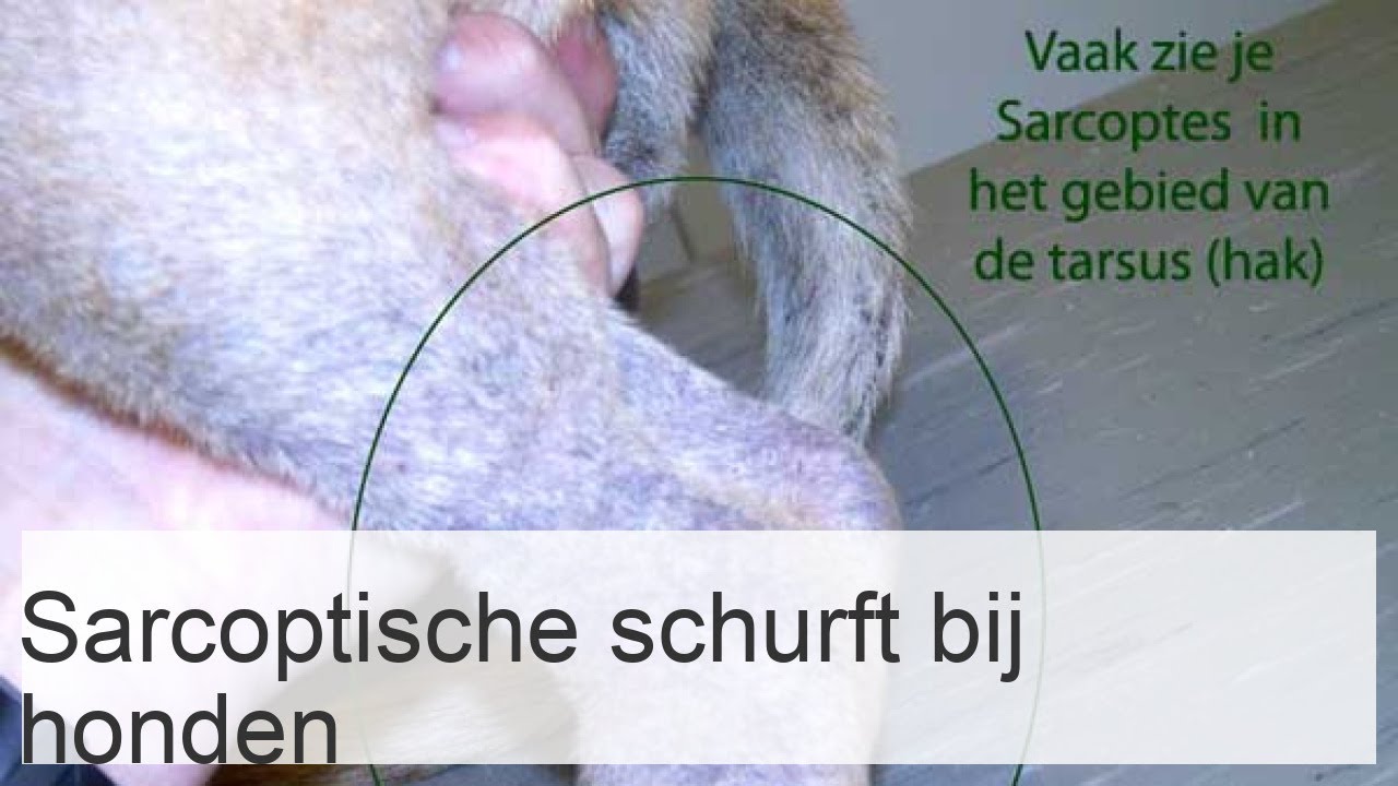 Sarcoptische schurft bij honden - Symptomen en behandeling (met foto's ...