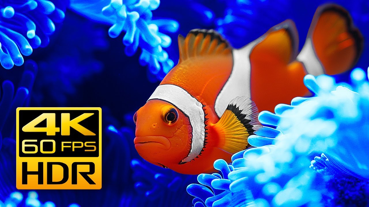 Soothing Clownfish Aquarium in 4K HDR 60fps & Relaxing Music - YouTube