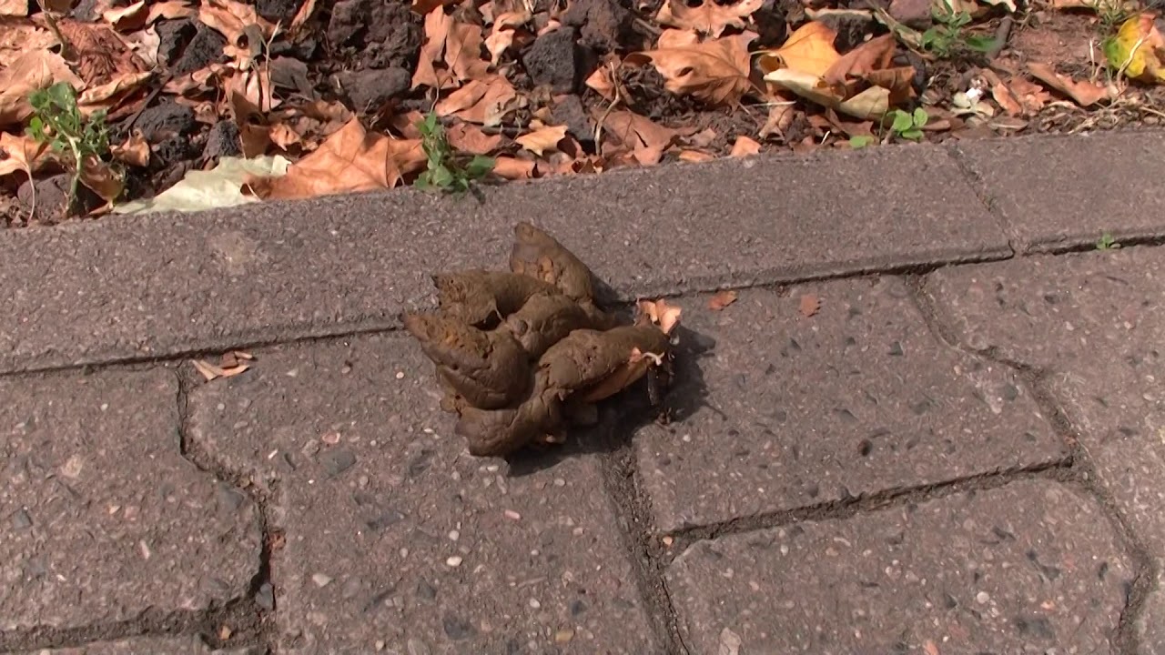 Ruhig Brauner - Bernd Höcke, Episode 5 - YouTube