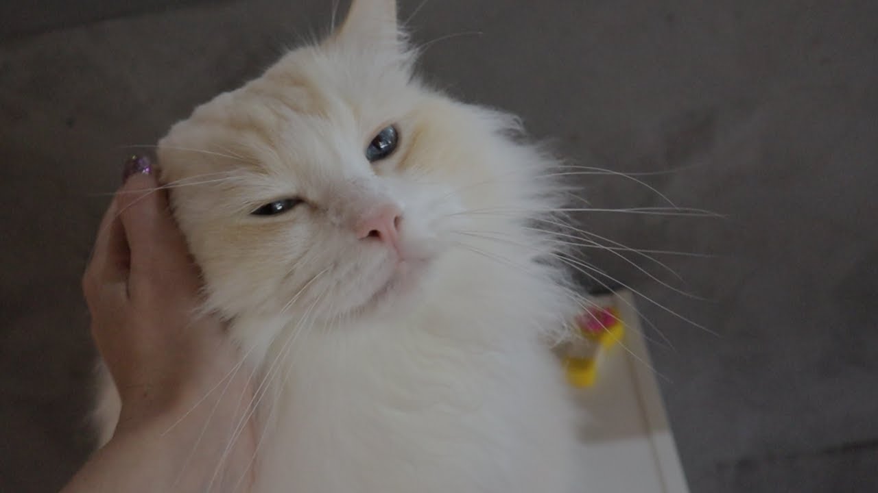 Visiting PokeMeow Cat Café [SYDNEY | AUSTRALIA] - YouTube
