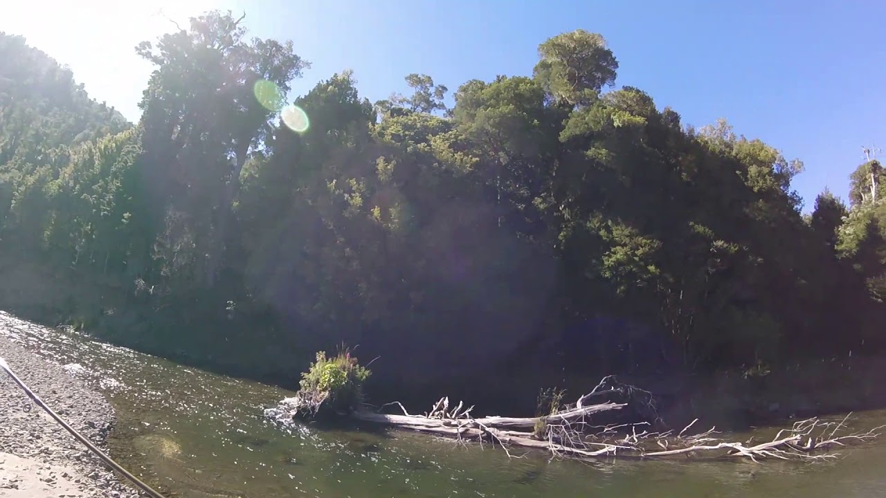 Sight Fishing for Trout on the Waiau River, Te Urewera, North Island ...