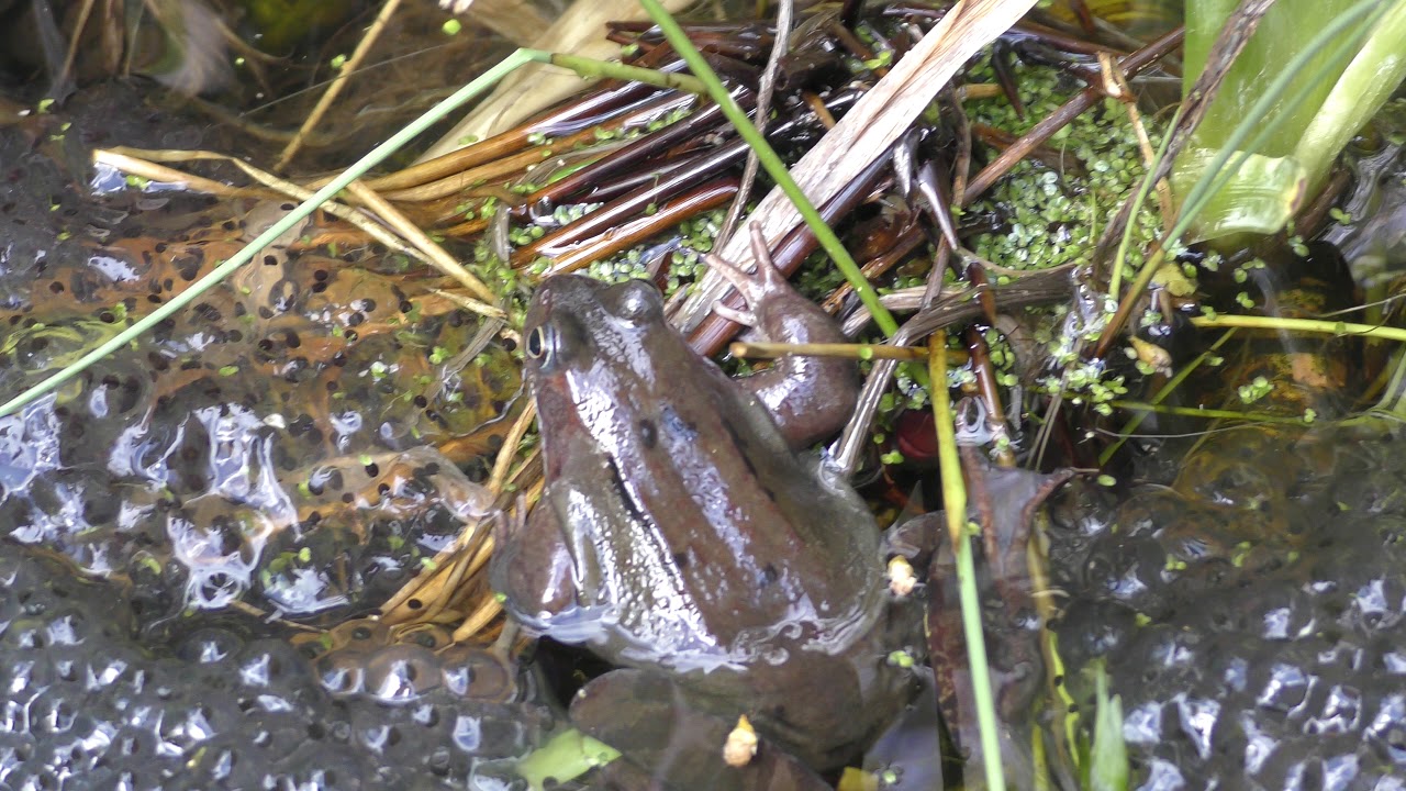 share Huge amount of Frog Spawn on my pond Cambridge UK 20mar2020 220p ...