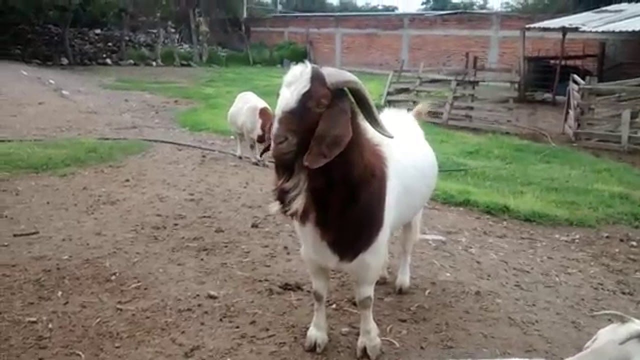 Chivos boer puro de registro, bonito semental de 2 años de edad - YouTube