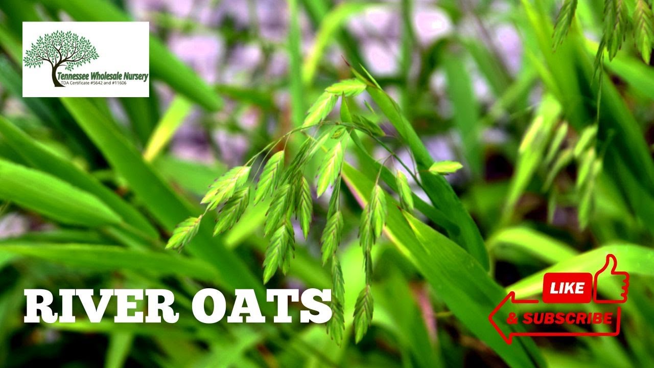 RIVER OATS - TN NURSERY - YouTube