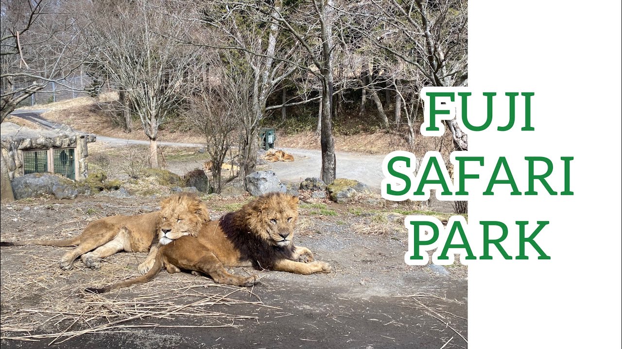 FUJI SAFARI PARK | ZOO & WILDLIFE PARK | JAPAN - YouTube