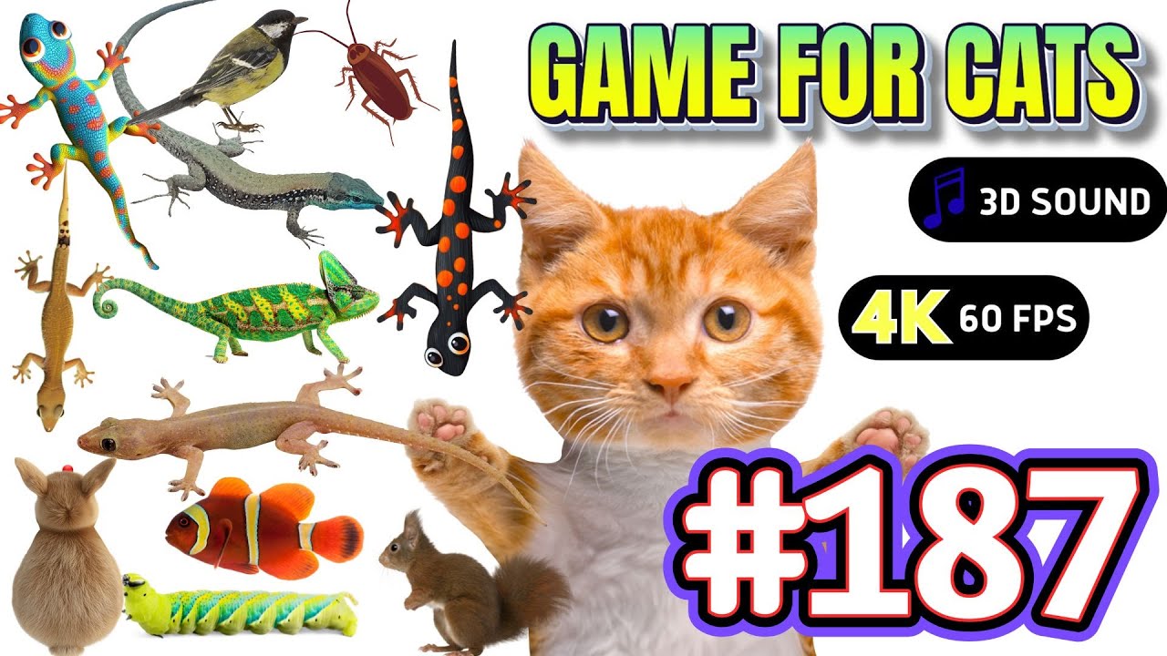 Cat Game - Ultimate Cat Toy Compilation For Cats To Watch #187🦎Lizards🦎 ...