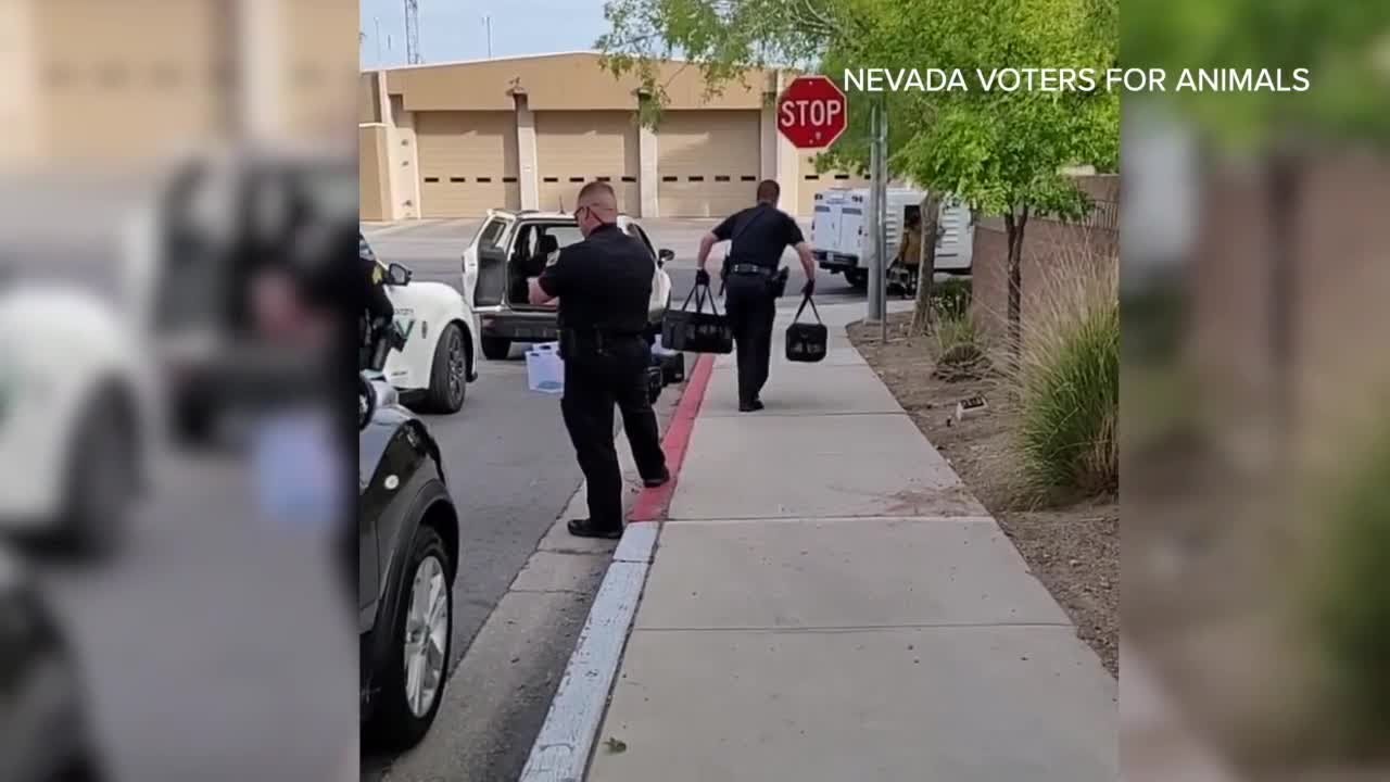 Hundreds of animals seized from Las Vegas couple arrested for animal ...