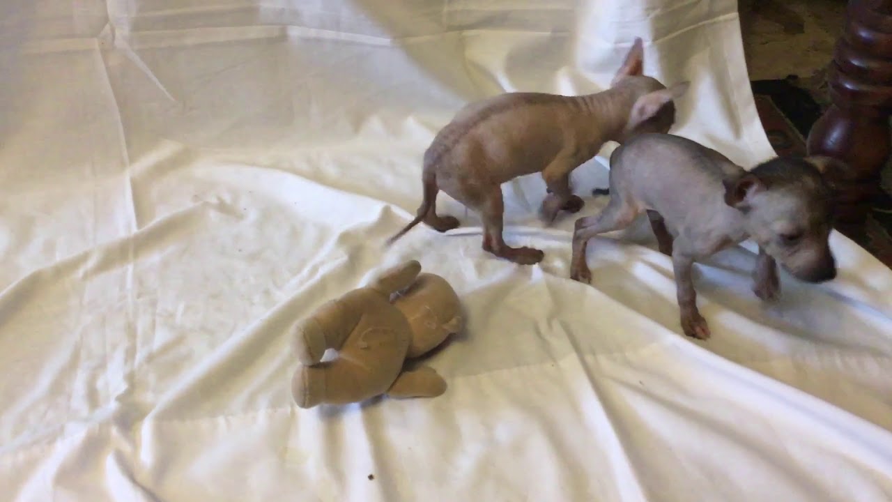 Xolo puppies, xolo miniature, xoloitzcuintli toy, mexican hairless dog ...
