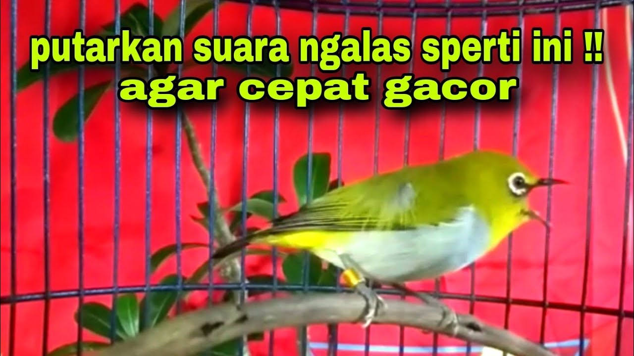 Pleci Gacor Ngalas || Suara Burung Pleci Bustomi Gacor - YouTube