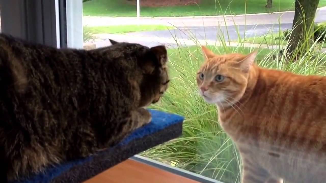 Cat fight through the window - YouTube
