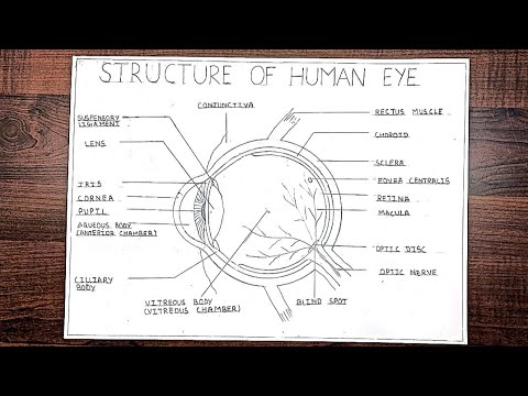 Structure Of Human Eye 👁️ (Eye Diagram) Step by step labelling Diagram ...