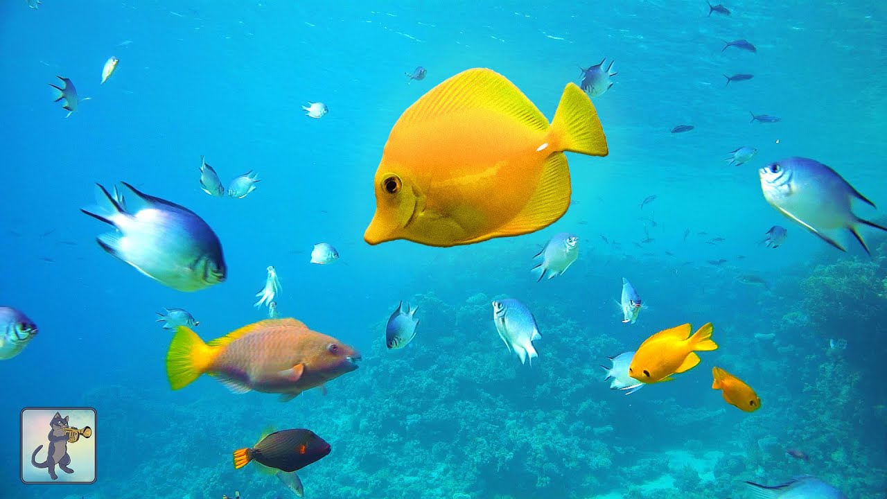 3 HOURS of Stunning Coral Reef Fish ~ Ocean Fish & Relaxing Music 🐟🐟 ...