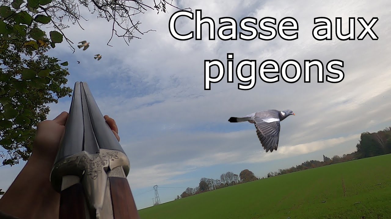 Chasse aux pigeons - YouTube