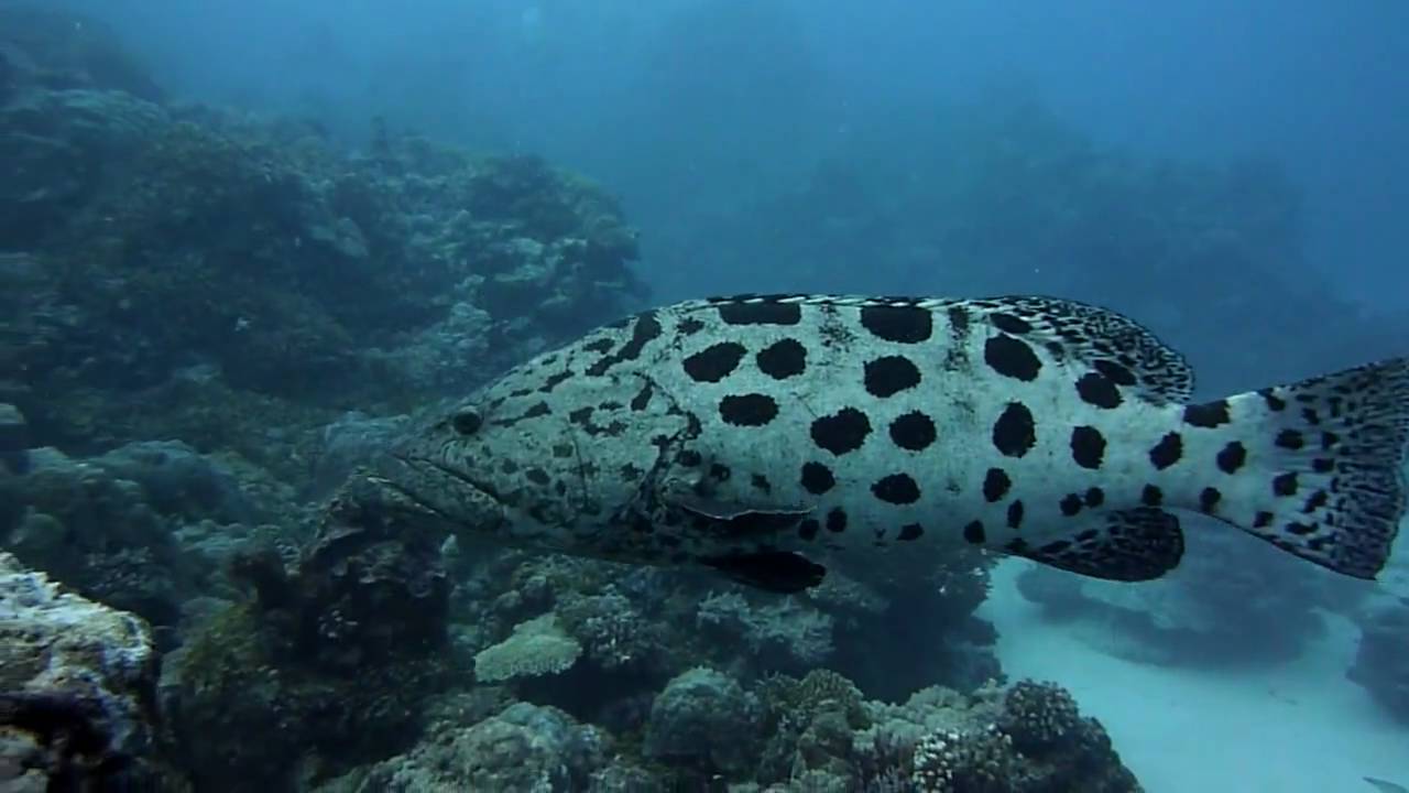 Cod Hole: Friendly potato cod - YouTube