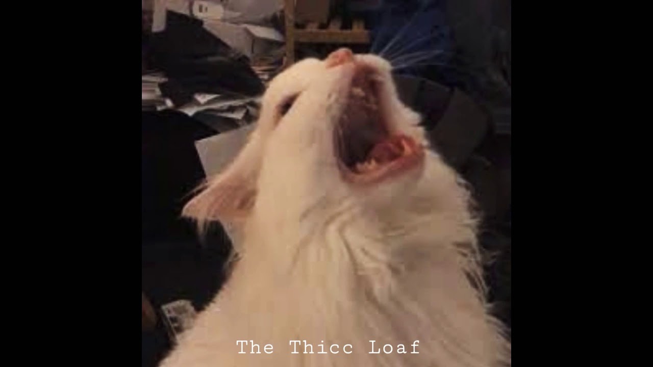 Slayer - Angel of Death (Thurston yelling cat meme) - YouTube